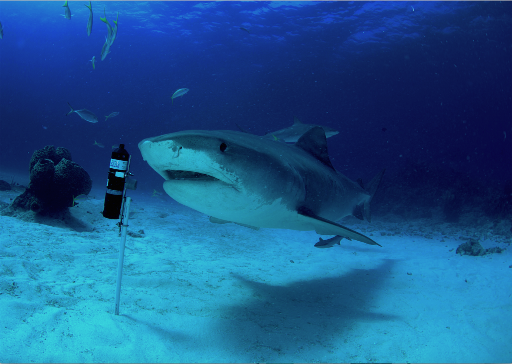 OTN-supported shark tracking in the Bahamas and Florida | Ocean ...