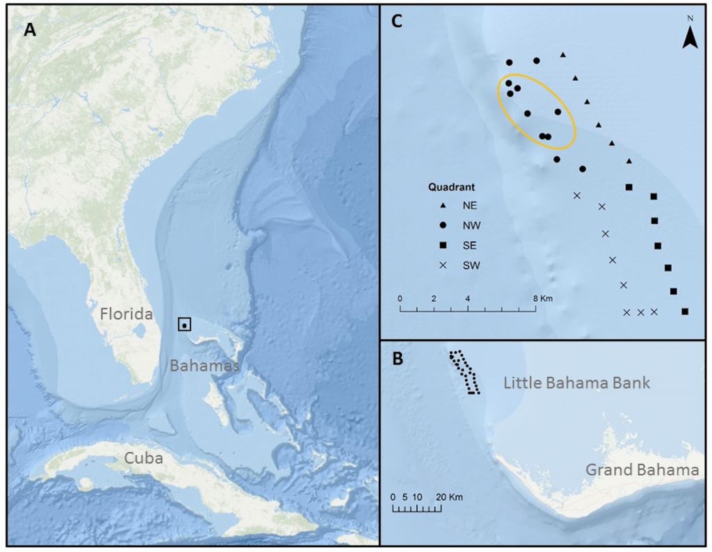 OTN-supported shark tracking in the Bahamas and Florida | Ocean ...