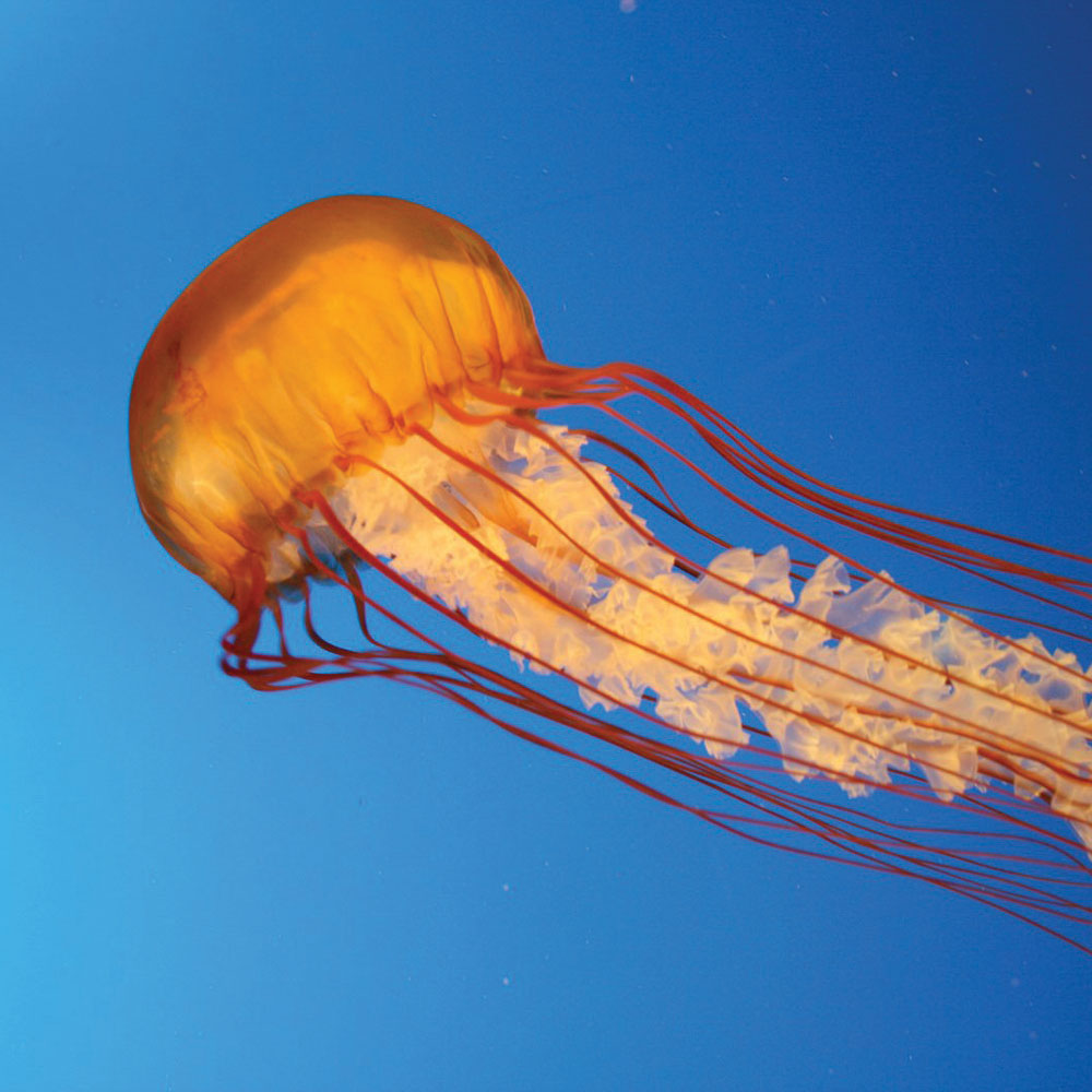 Section Page Template | Ocean Tracking Network