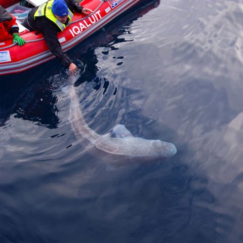 Research | Ocean Tracking Network