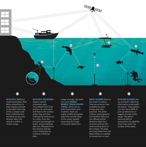What we do | Ocean Tracking Network