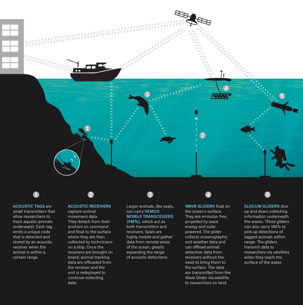 What we do | Ocean Tracking Network