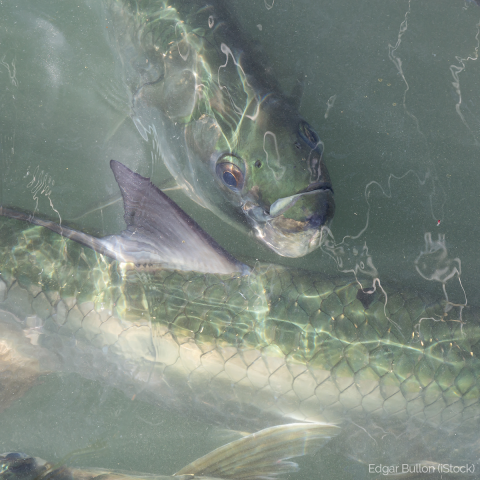 A multi-state approach to manage Atlantic tarpon and permit in the ...