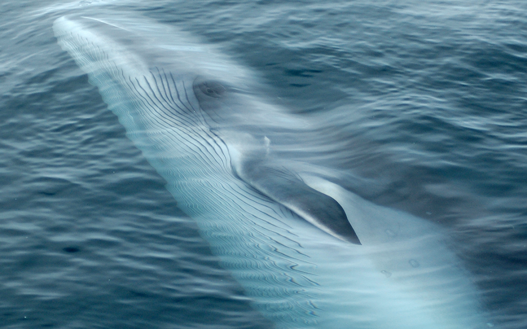 International projects | Ocean Tracking Network