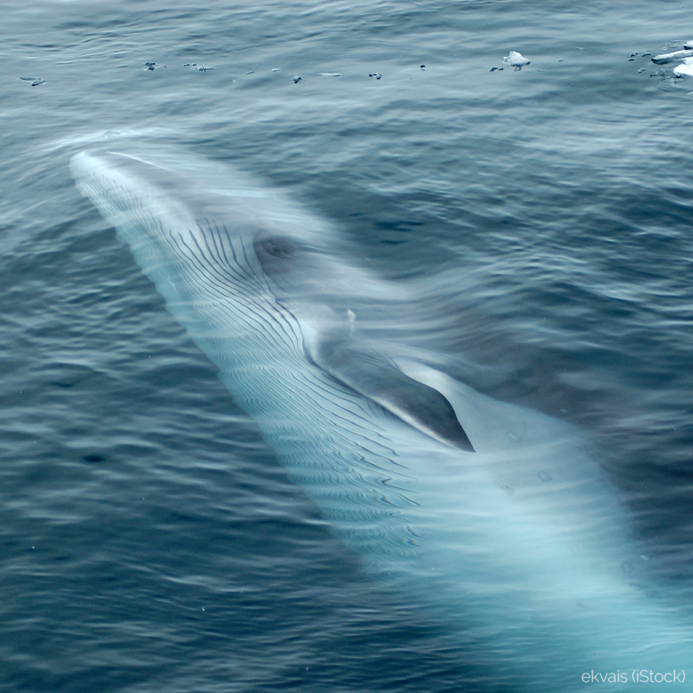 A seasonal whale corridor in Madagascar | Ocean Tracking Network