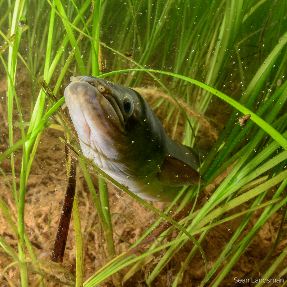 Long-distance migrations of American eel (4.5) | Ocean Tracking Network