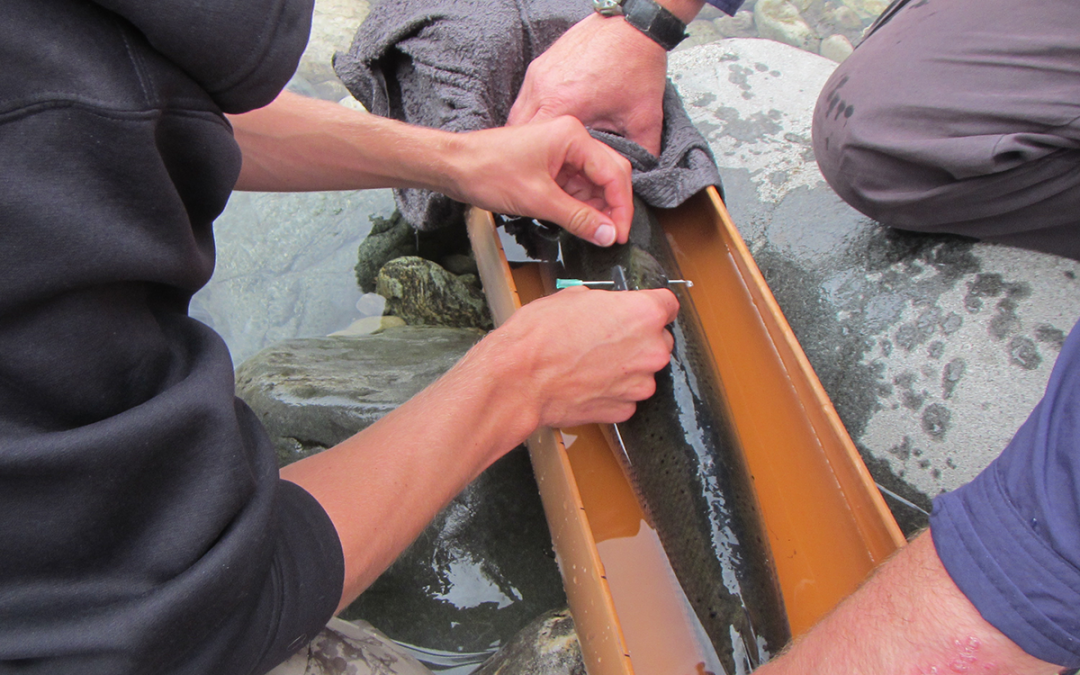 NSERC projects | Ocean Tracking Network