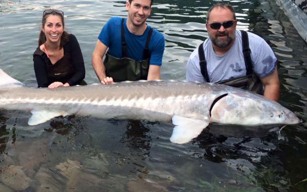 NSERC projects | Ocean Tracking Network