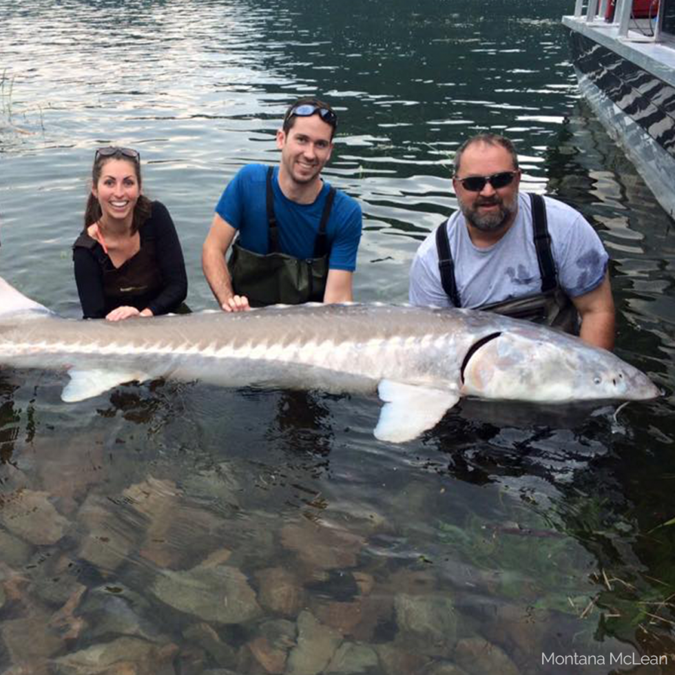 Seasonal movements and spawning migration of white sturgeon (4.14 ...