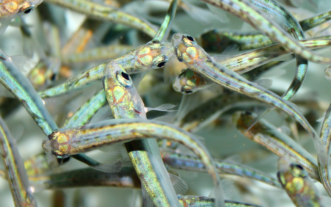 NSERC projects | Ocean Tracking Network