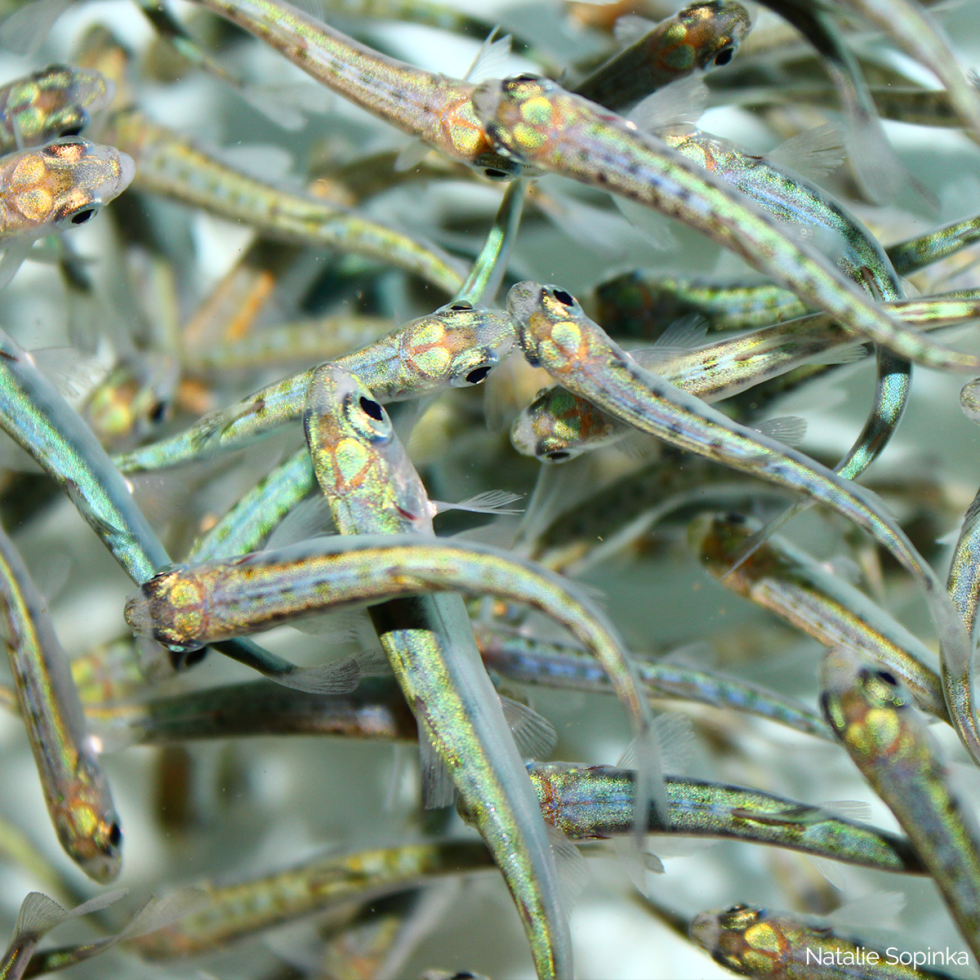 Pacific salmon: surviving the journey (4.15) | Ocean Tracking Network