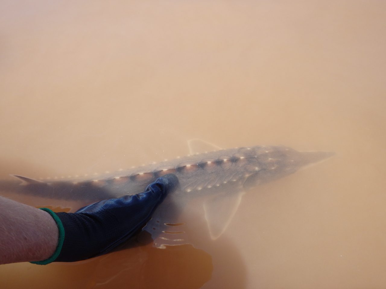 Movement and habitat use of Atlantic sturgeon (4.6) | Ocean Tracking ...