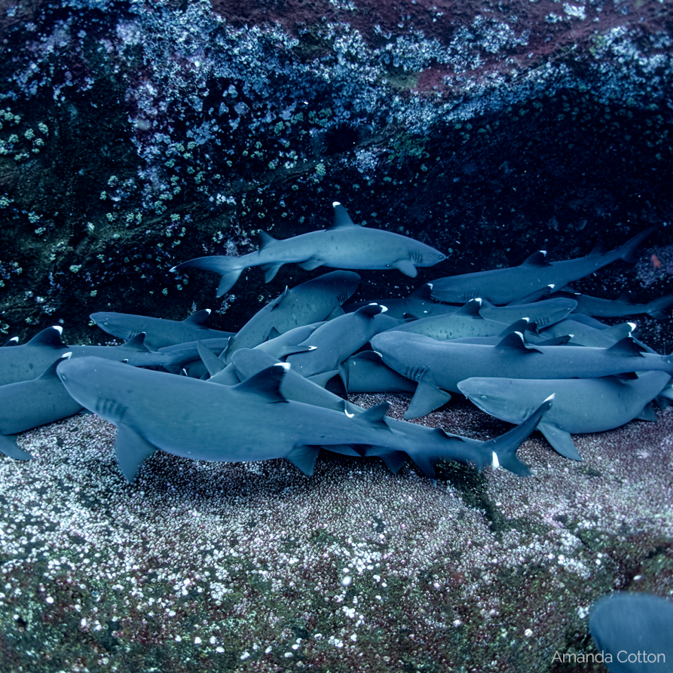 Conserving sharks, rays and skates in Cabo Verde | Ocean Tracking Network