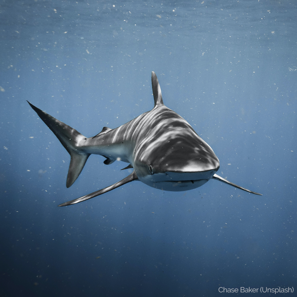 Impacts of coastal urbanization on sharks off the coast of Miami ...