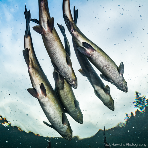 Investigating impacts on juvenile Atlantic salmon migration | Ocean ...