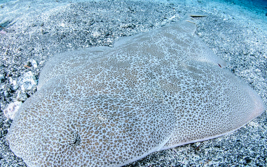 Projects | Ocean Tracking Network