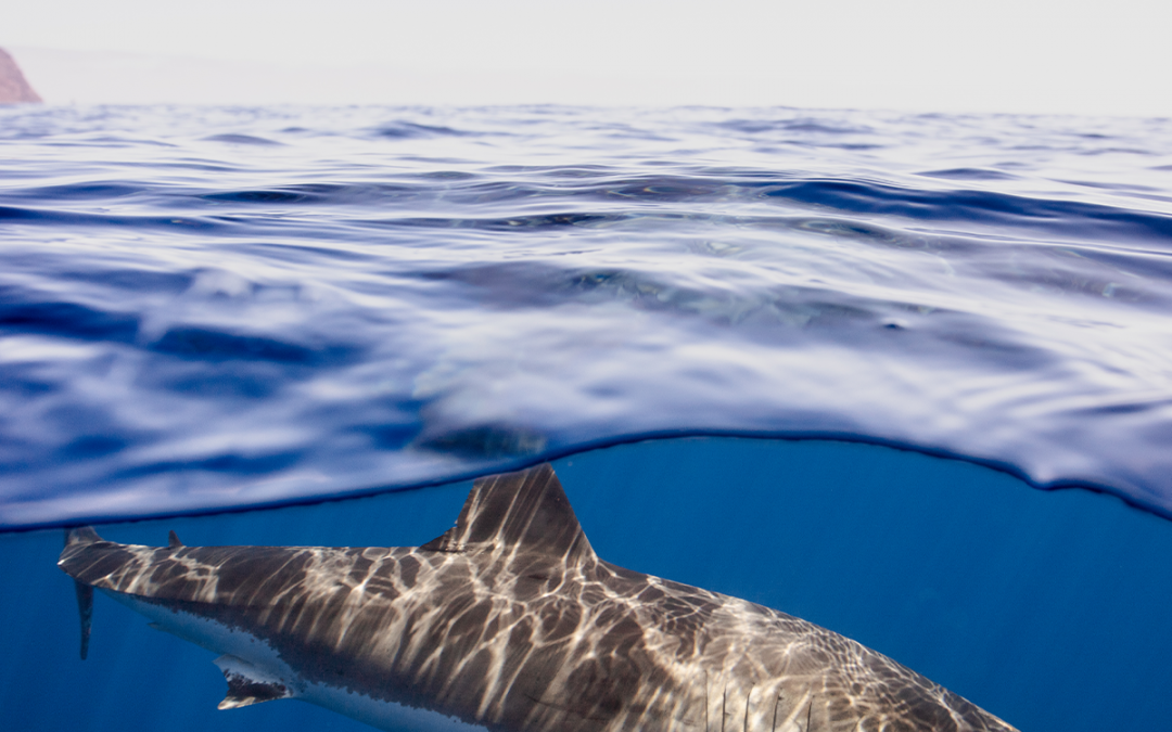 Projects | Ocean Tracking Network