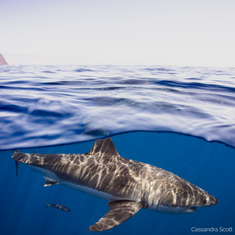 Tracking grey seal distribution in the Northwest Atlantic | Ocean ...