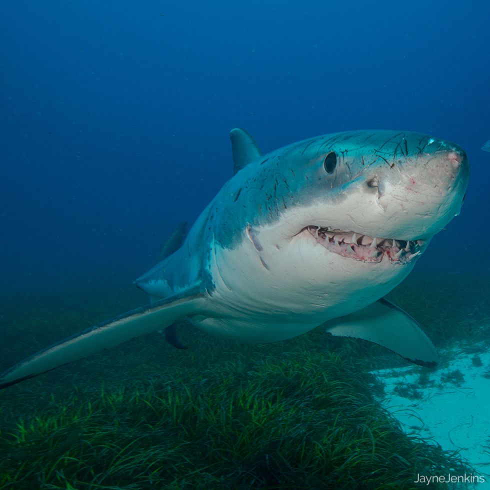 White shark acoustic monitoring program | Ocean Tracking Network