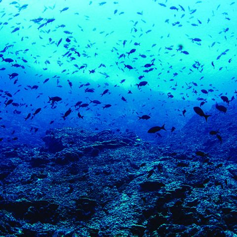 About OTN | Ocean Tracking Network