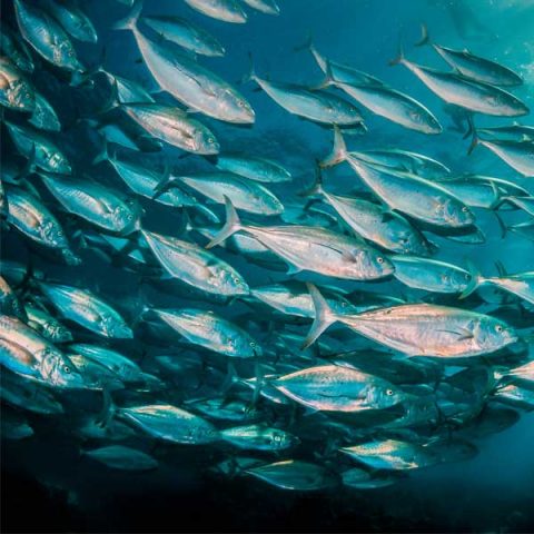 About OTN | Ocean Tracking Network