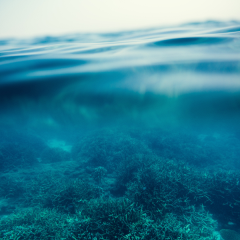 Ocean Tracking Network