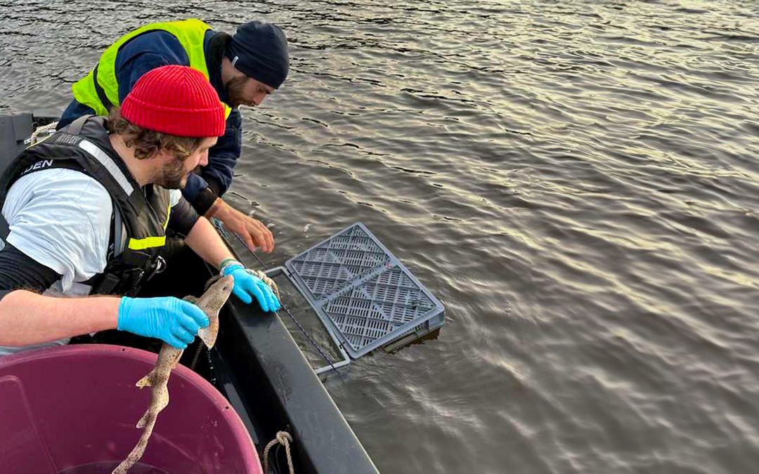 Projects | Ocean Tracking Network